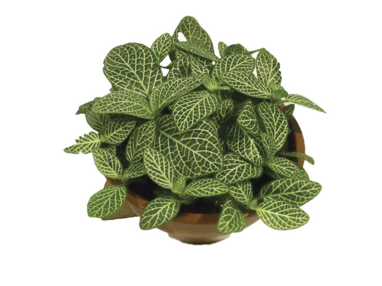 Planta Mosaico – Faro e Flora