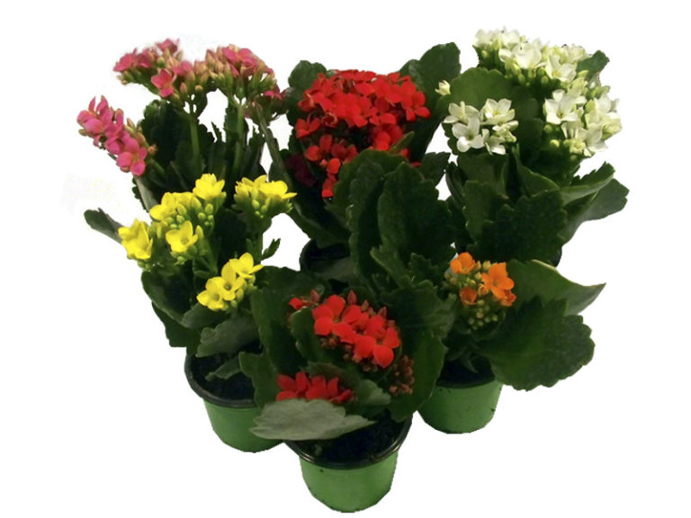 Kalanchoe Mini – Faro e Flora